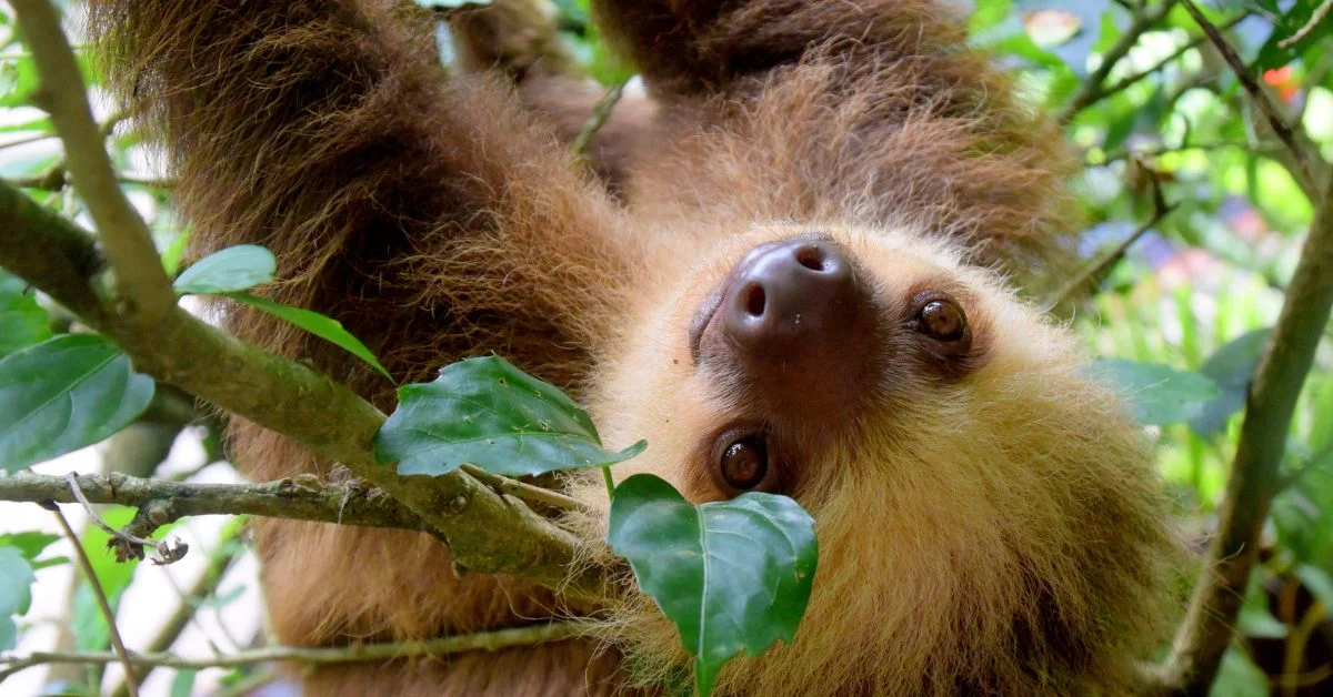 165 of the Best Sloth Names - Bee Named